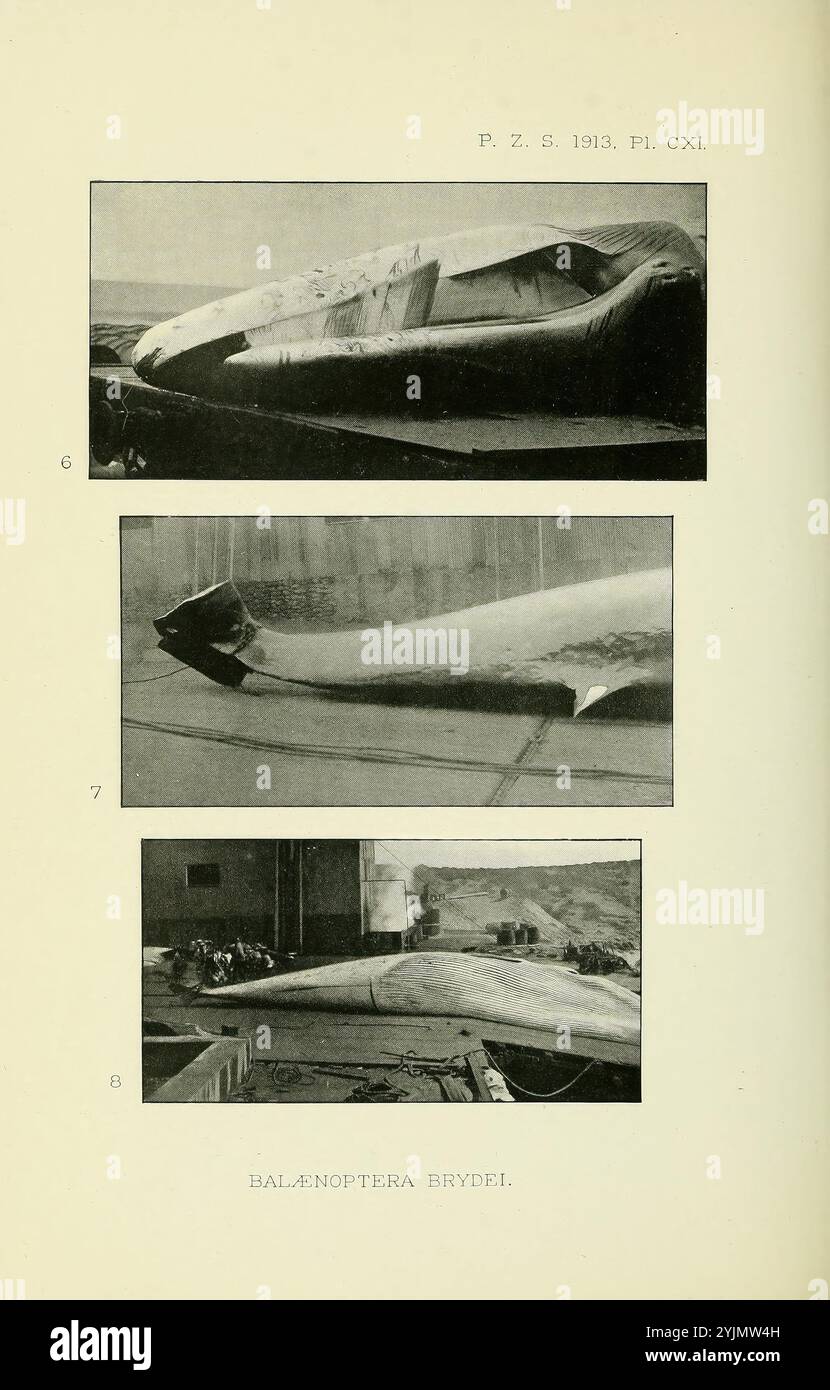 Streamlined body features hi-res stock photography and images - Alamy