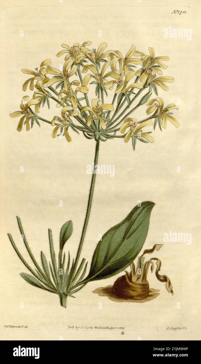 Slender leaf emerges hi-res stock photography and images - Alamy