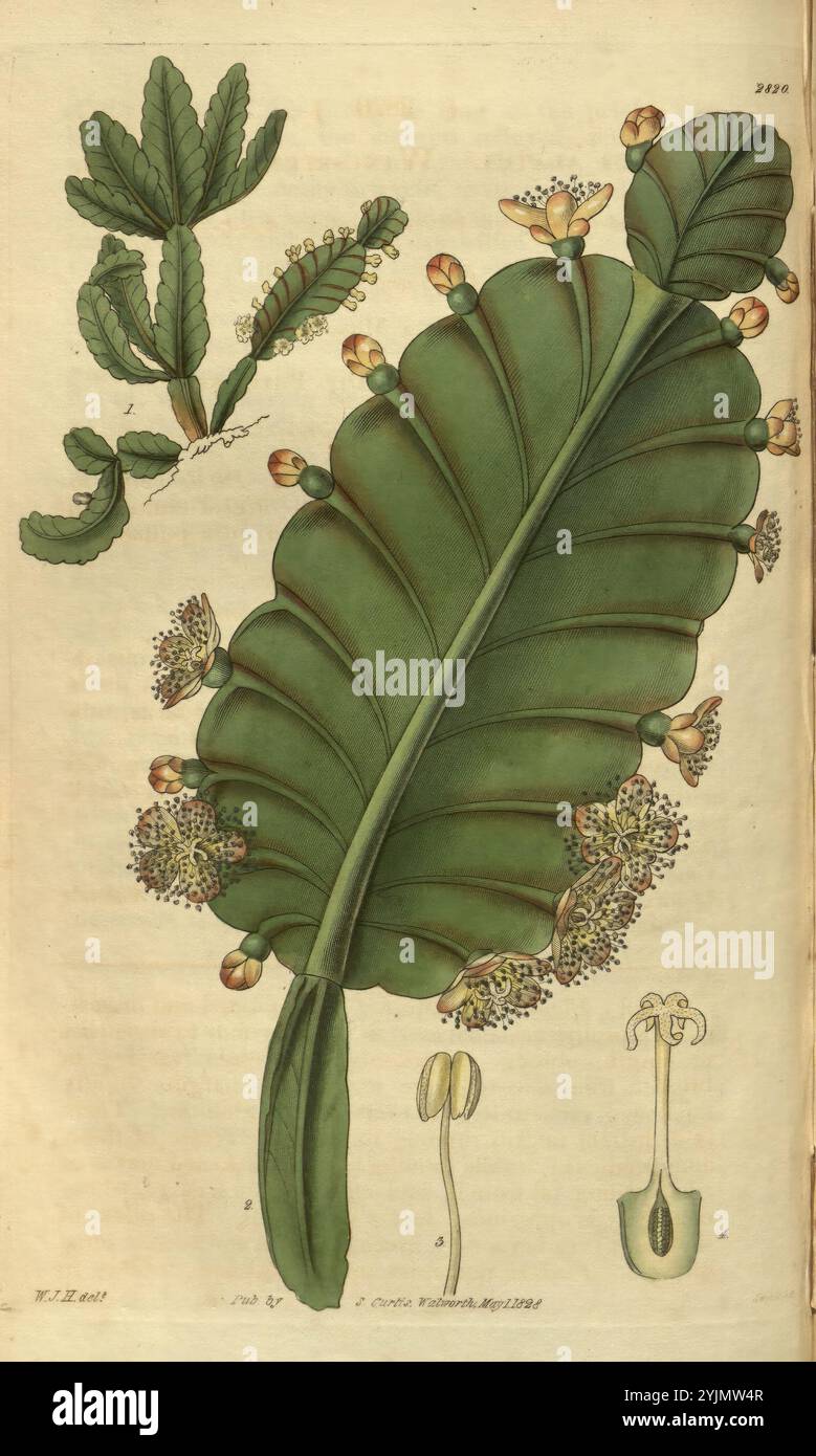 Detailed leaf structures enhance hi-res stock photography and images ...