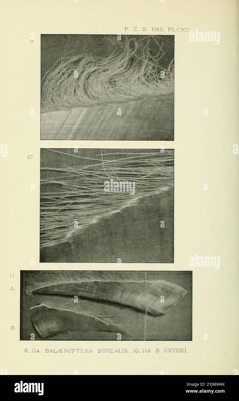 Final section showcases hi-res stock photography and images - Alamy