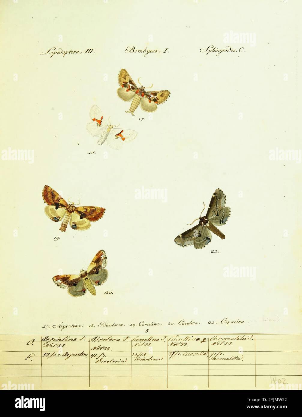 Illustrated chart features various species hi-res stock photography and ...