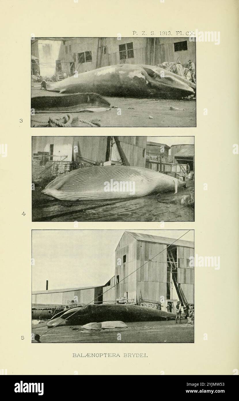 The image features a series of three sections depicting the remains of ...