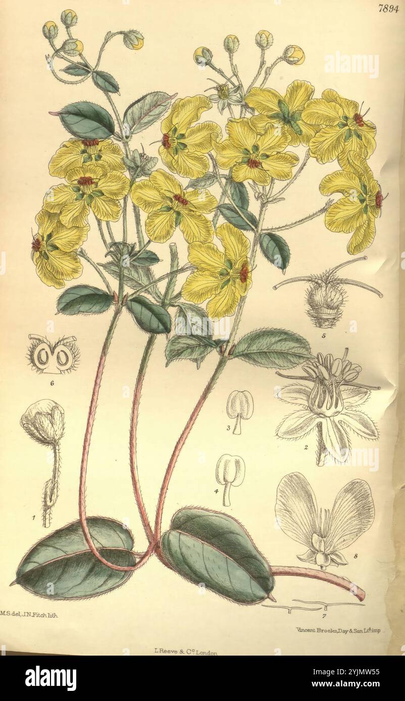 Individual leaf shapes highlighting hi-res stock photography and images ...