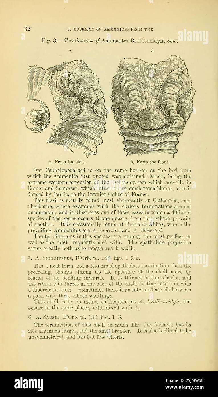 Characteristic coiled structure hi-res stock photography and images - Alamy