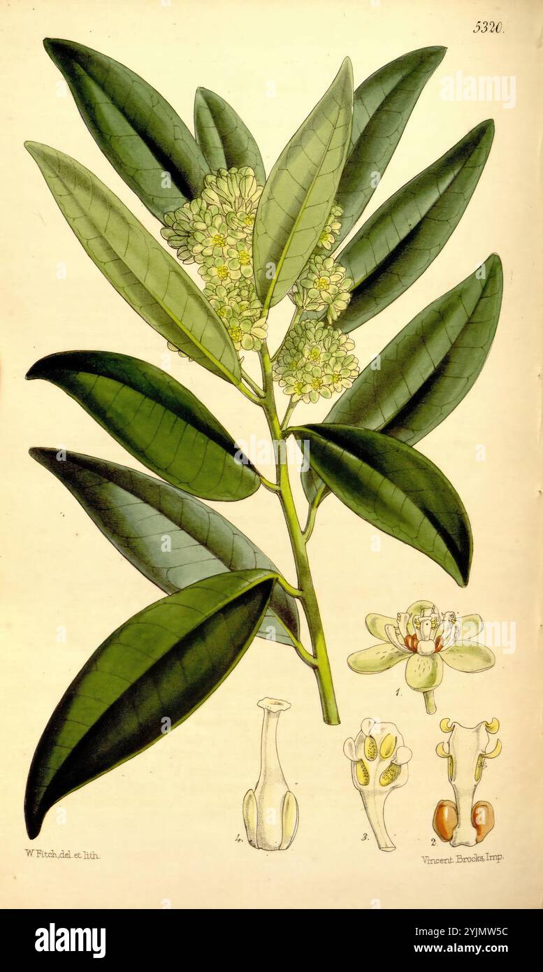 Informative botanical study hi-res stock photography and images - Alamy