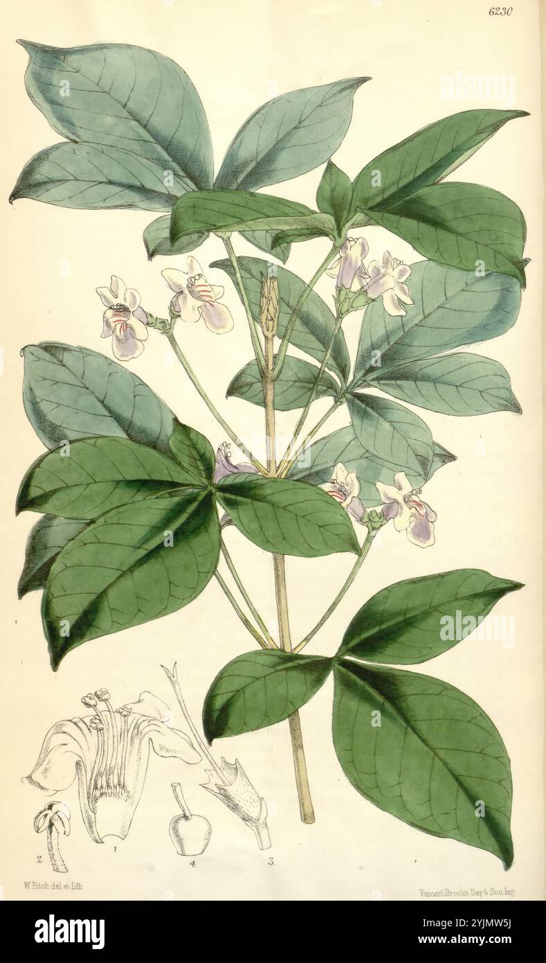 Scientific observation in botanical illustration hi-res stock ...