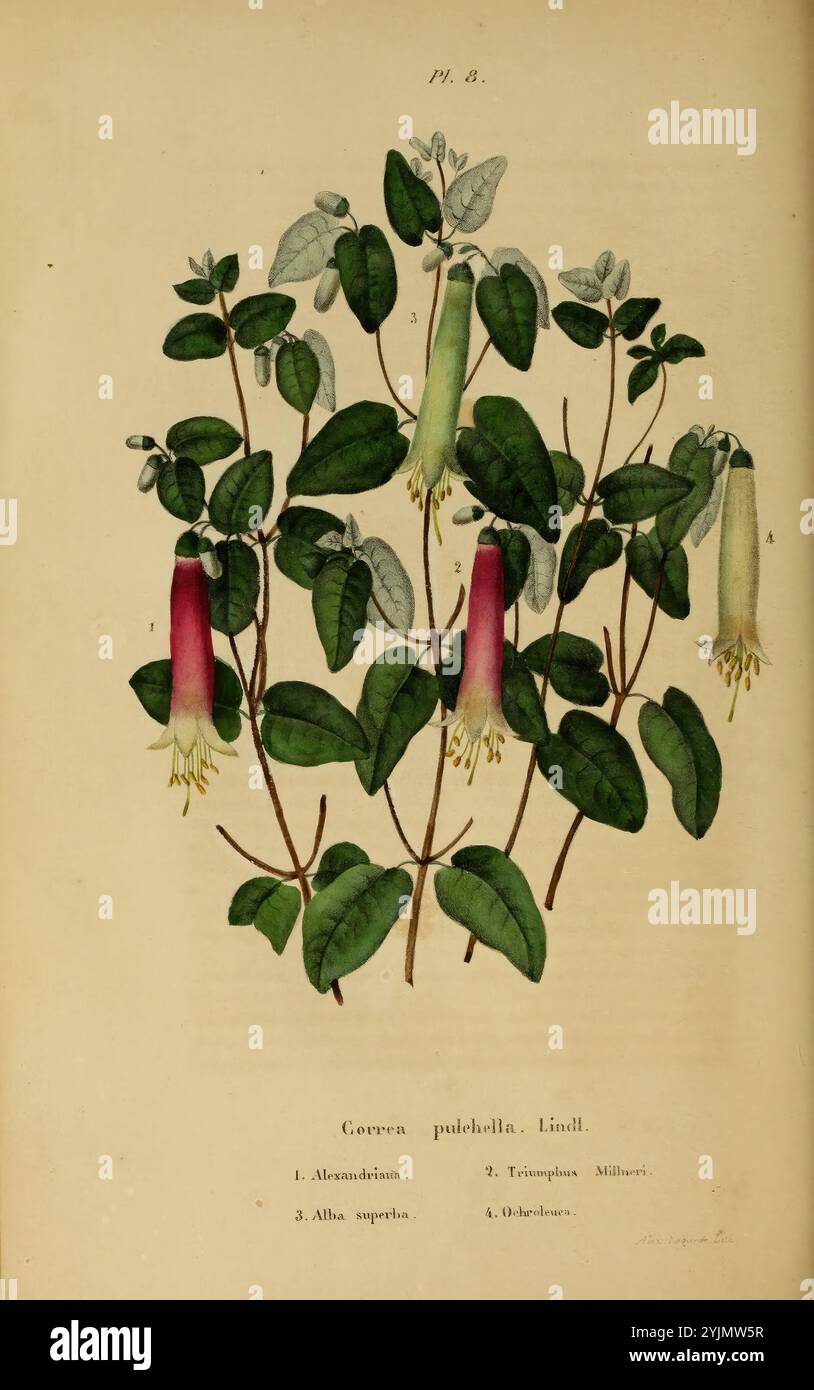 Striking floral characteristics hi-res stock photography and images - Alamy