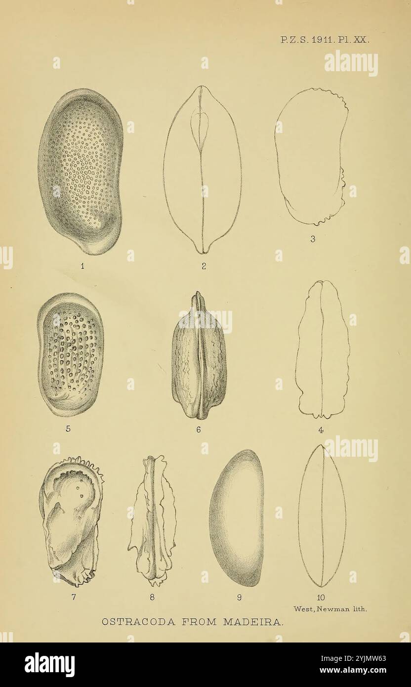 Series of detailed scientific drawings hi-res stock photography and ...