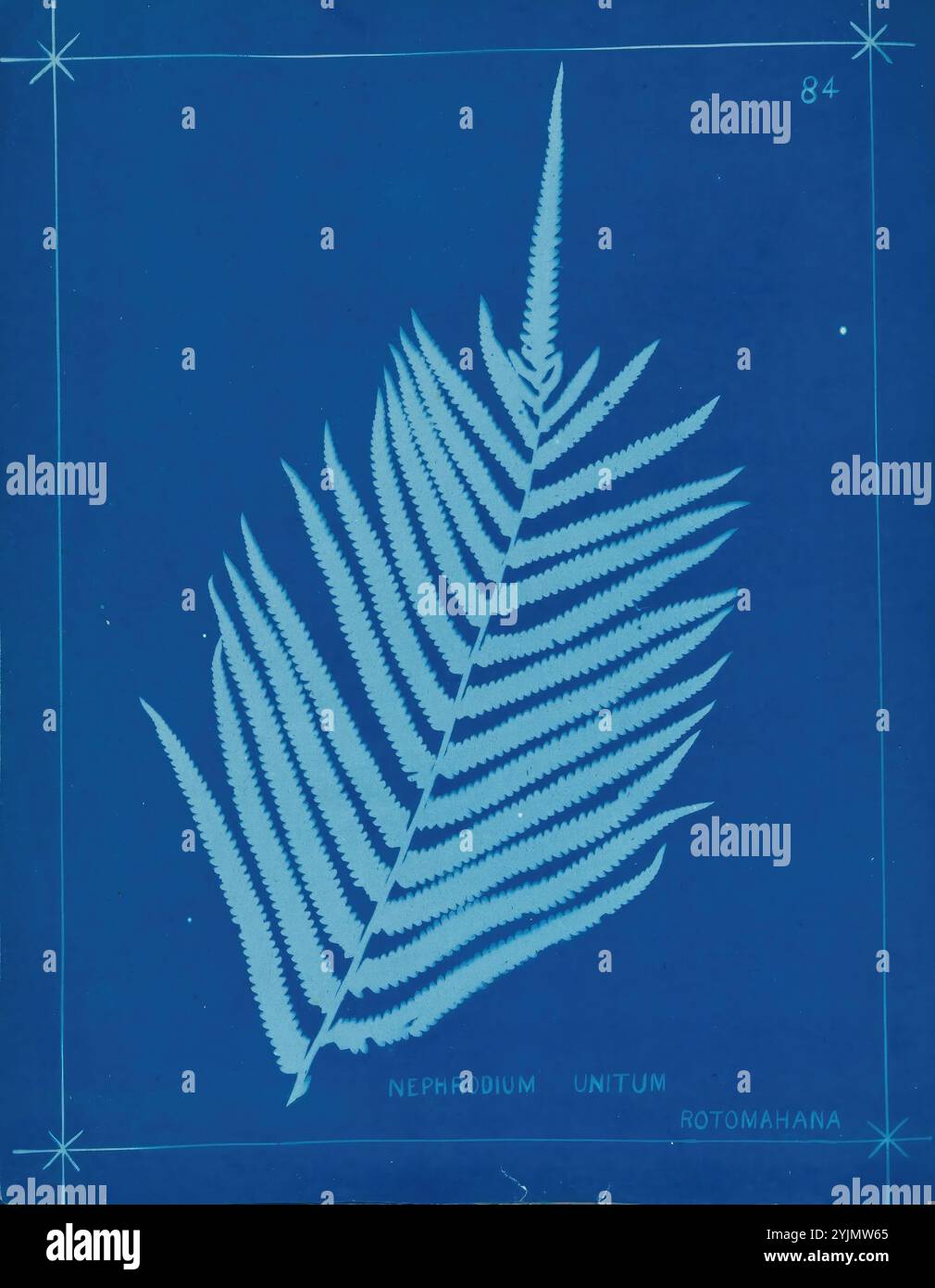 A striking botanical representation features a delicate fern ...