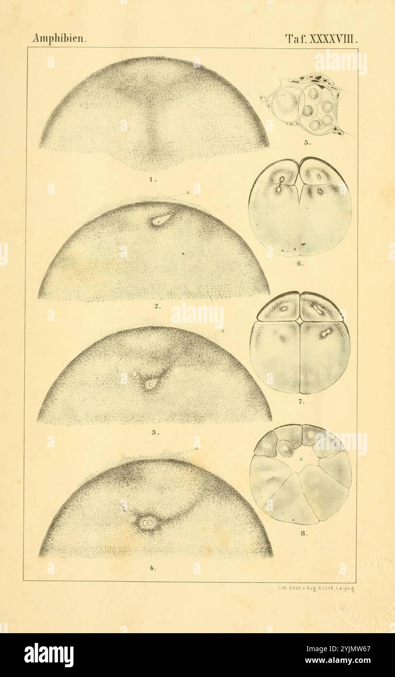 Different developmental phases hi-res stock photography and images - Alamy