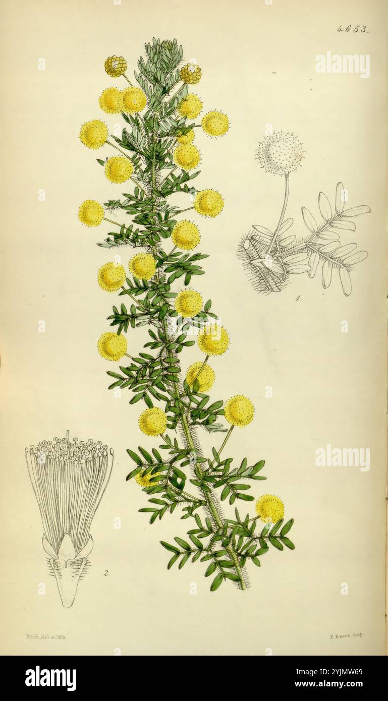 Understanding plant anatomy hi-res stock photography and images - Alamy