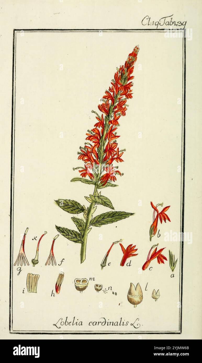The illustration showcases a vibrant depiction of Lobelia cardinalis ...