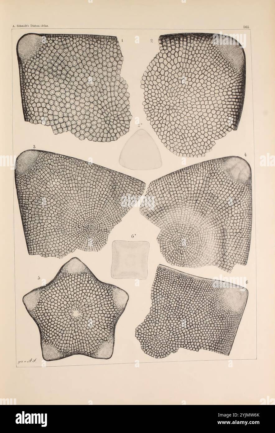 Anatomical significance hi-res stock photography and images - Alamy