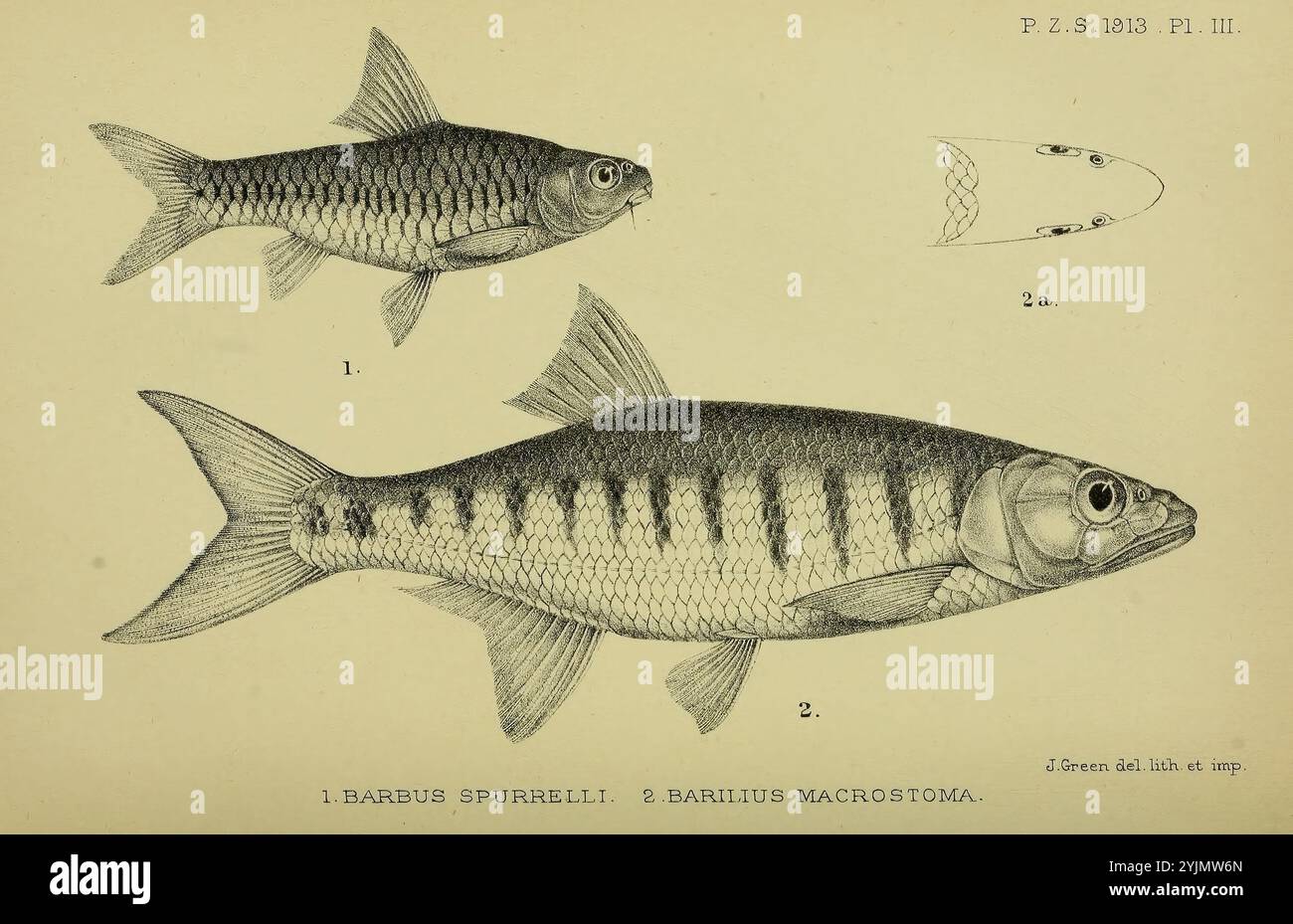 Illustration features two distinct fish species hi-res stock ...