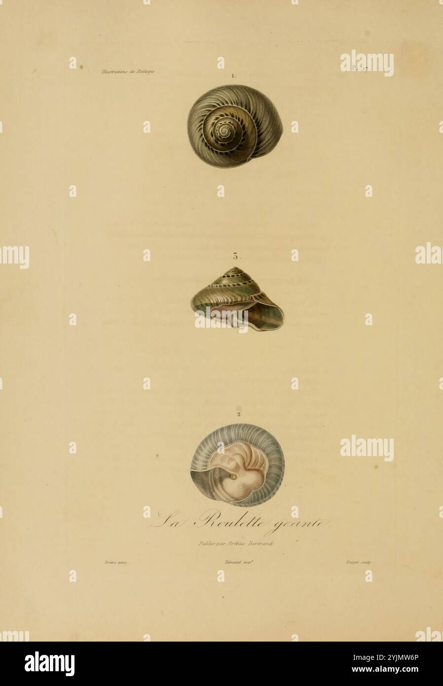 This illustration showcases a series of three intricately detailed ...