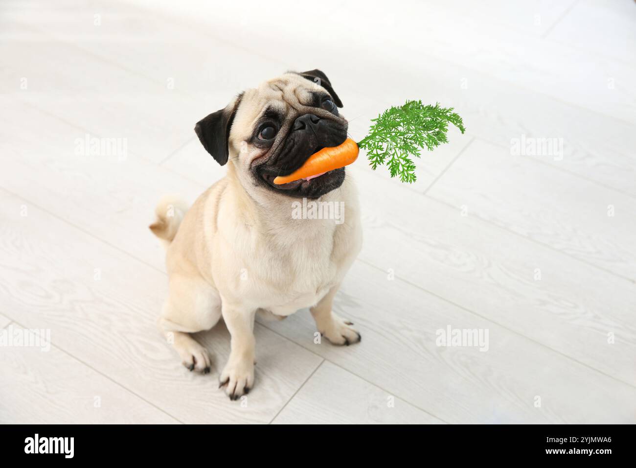 Cute pug dog with fresh carrot sitting on floor indoors Stock Photo - Alamy