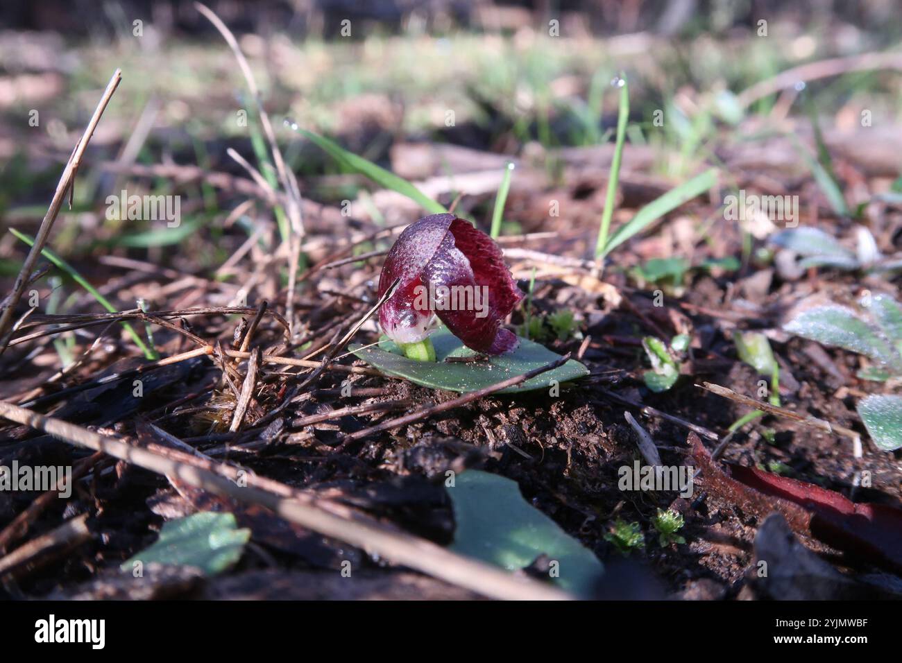 slaty helmet-orchid (Corybas incurvus Stock Photo - Alamy