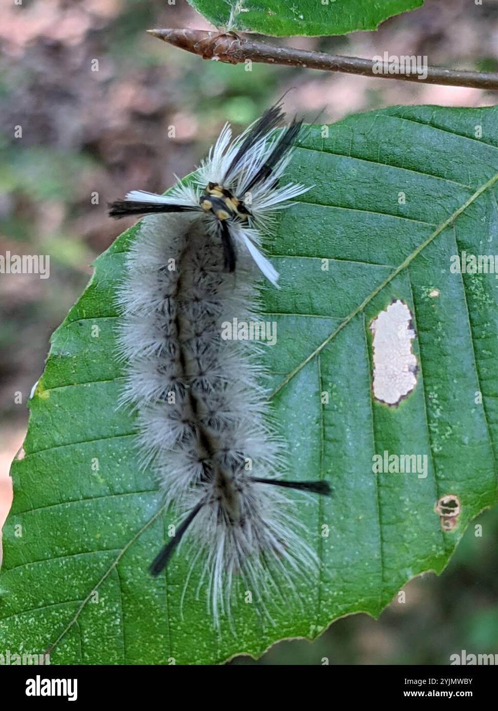 Banded Tussock Moth (Halysidota tessellaris Stock Photo - Alamy