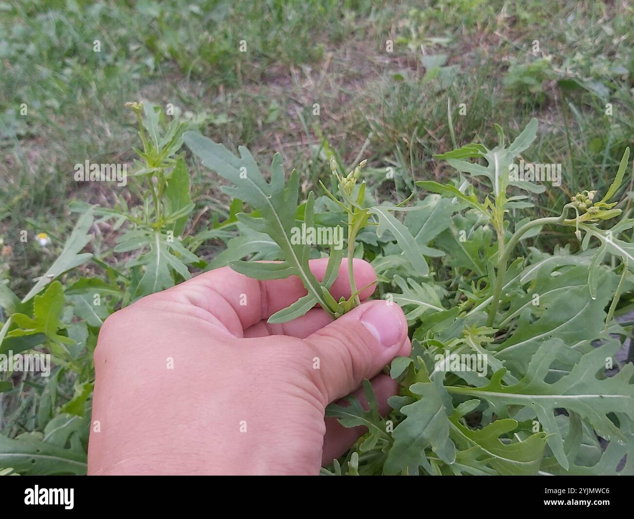 Perennial Wall-rocket (Diplotaxis tenuifolia Stock Photo - Alamy