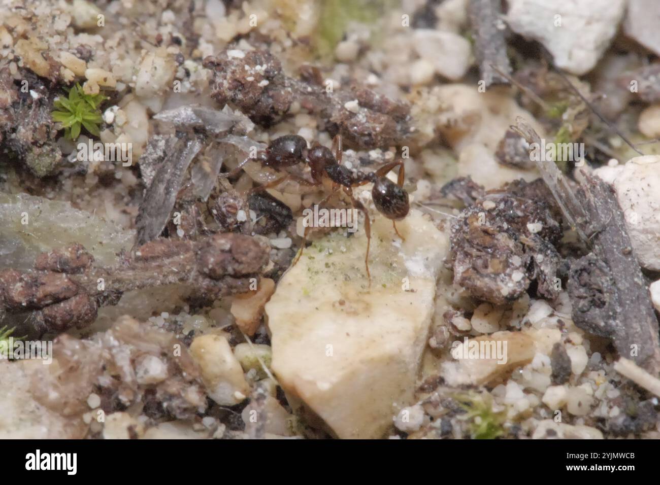 Collared ants hi-res stock photography and images - Alamy