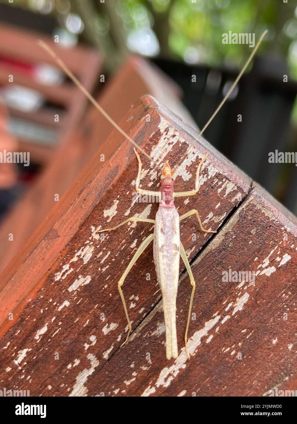 Two-spotted Tree Cricket (Neoxabea bipunctata Stock Photo - Alamy