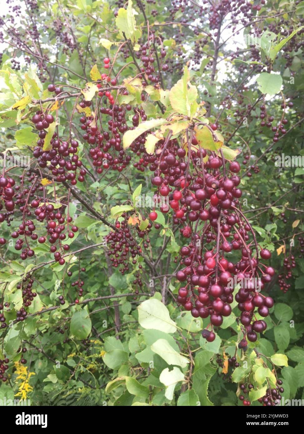 chokecherry (Prunus virginiana Stock Photo - Alamy