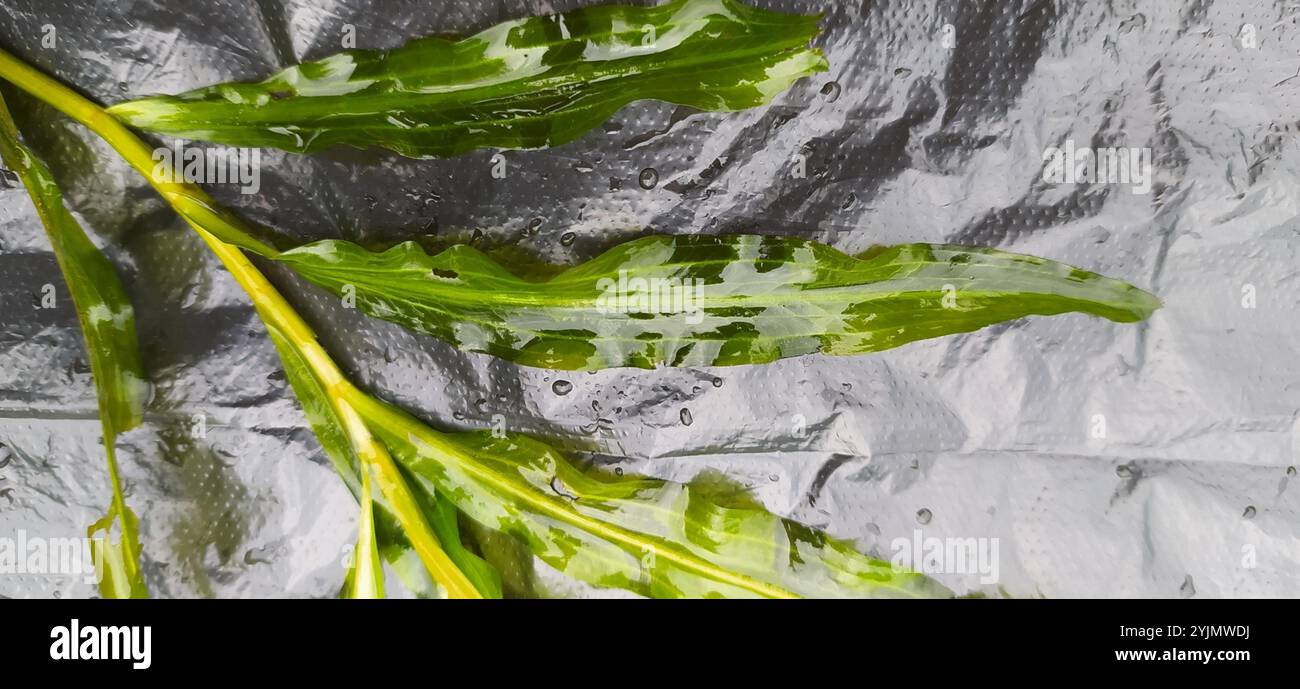 Northern Pondweed (Potamogeton alpinus Stock Photo - Alamy