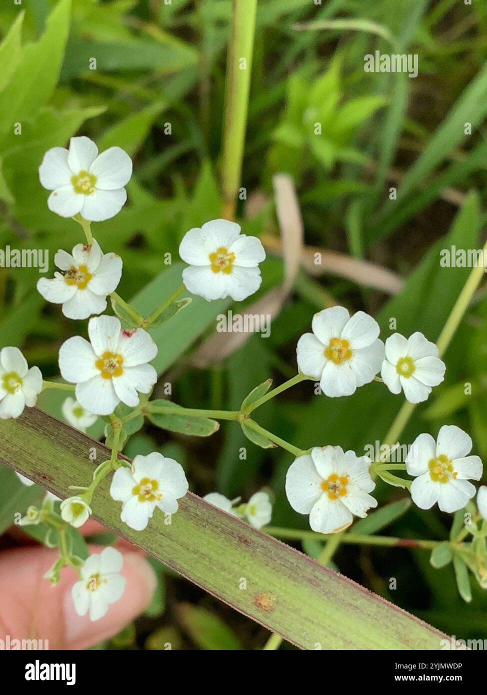 flowering spurge (Euphorbia corollata Stock Photo - Alamy