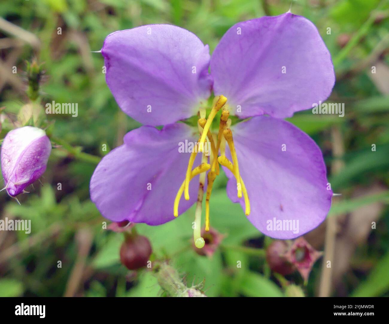 Virginia meadowbeauty (Rhexia virginica Stock Photo - Alamy