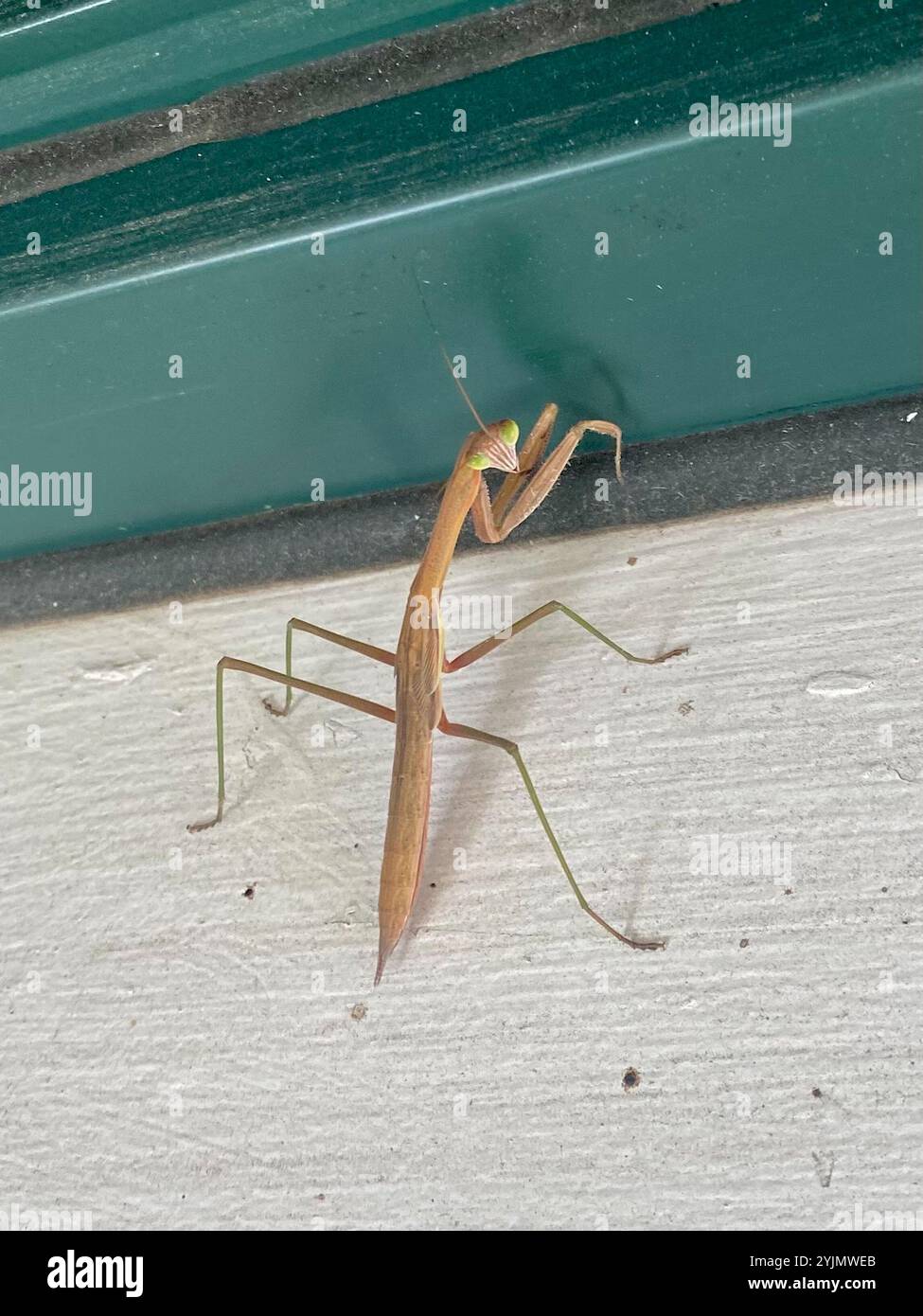 Chinese Mantis (Tenodera sinensis Stock Photo - Alamy