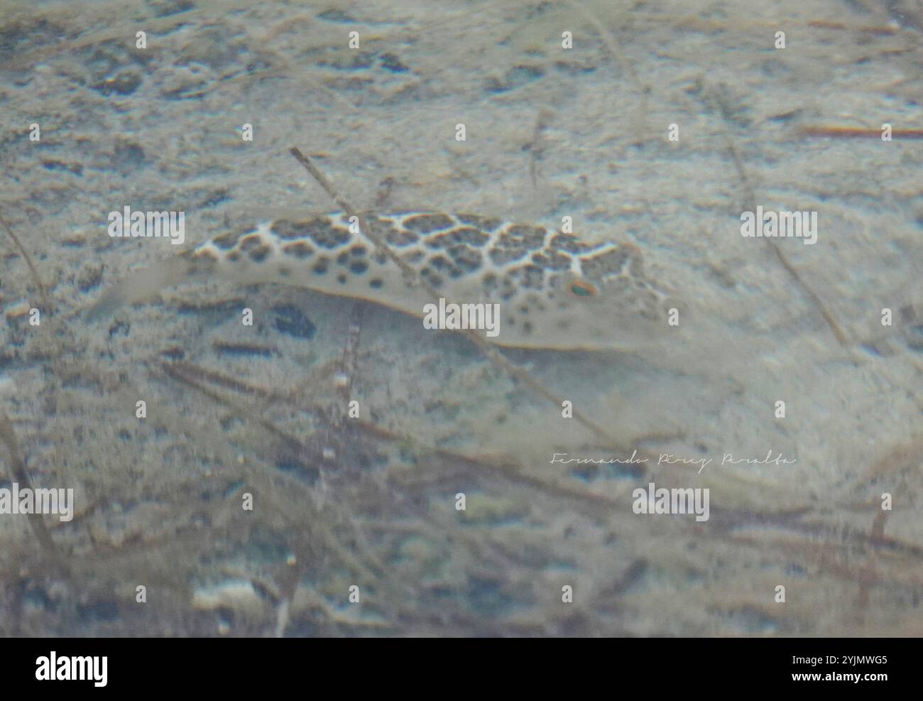 Checkered Puffer (Sphoeroides testudineus Stock Photo - Alamy