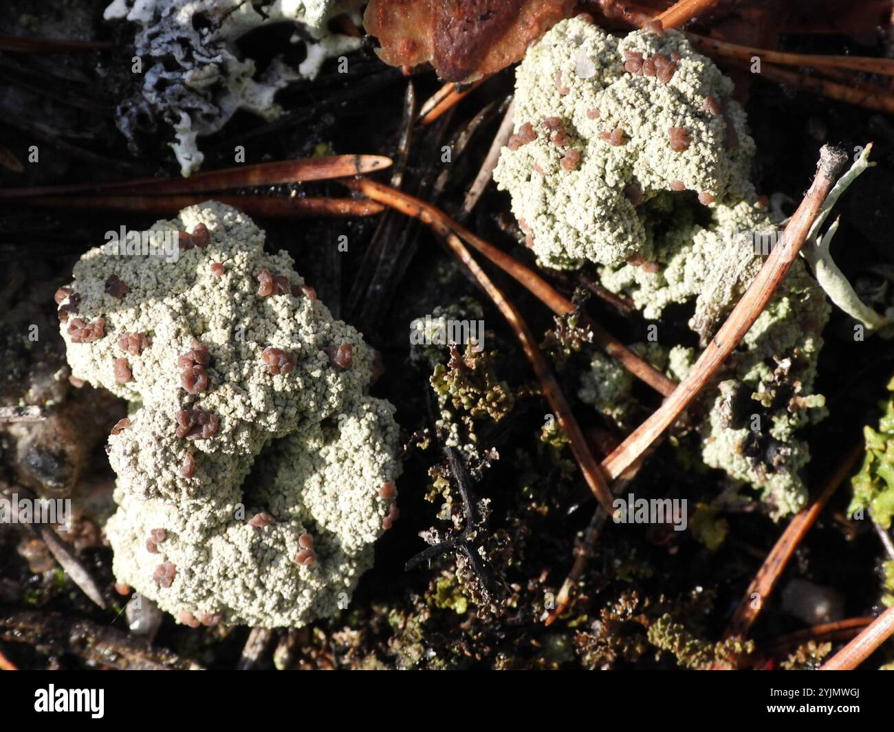 common lichens (Lecanoromycetes Stock Photo - Alamy