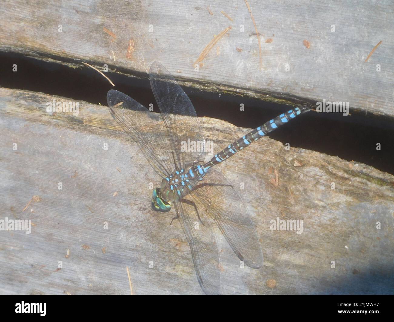 Hawkers and Typical Darners (Aeshna Stock Photo - Alamy