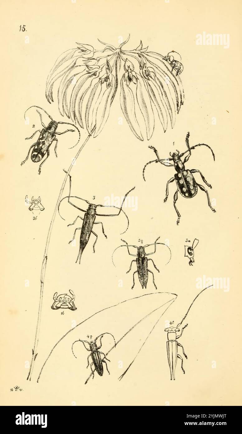 Insect types depicted hi-res stock photography and images - Alamy