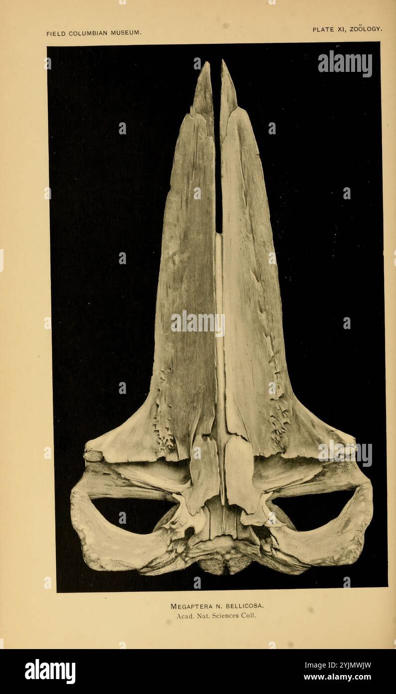 Creatures skeletal anatomy hi-res stock photography and images - Alamy
