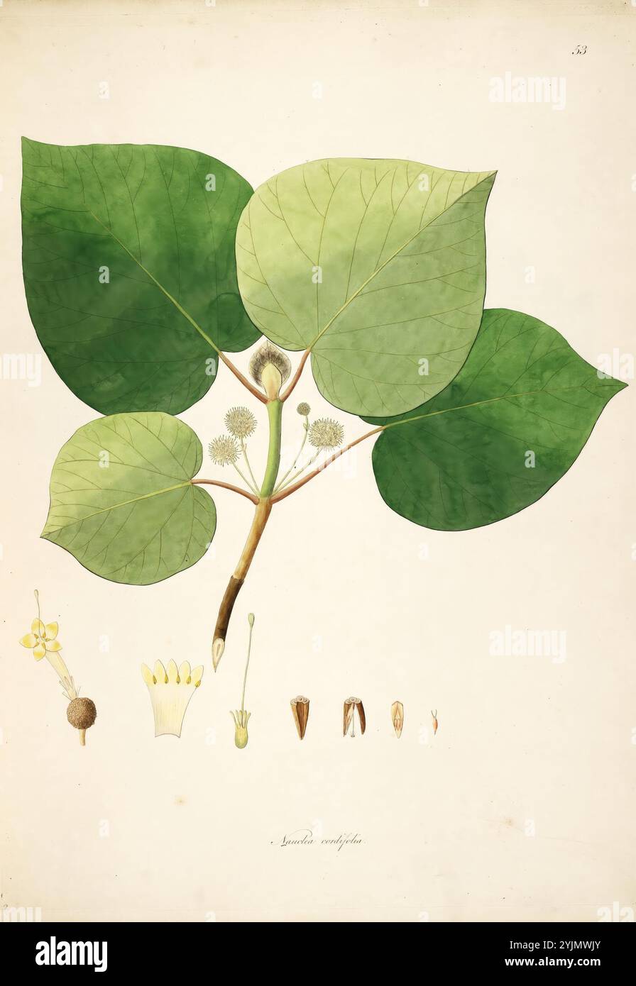 Showcasing rich coloration hi-res stock photography and images - Alamy