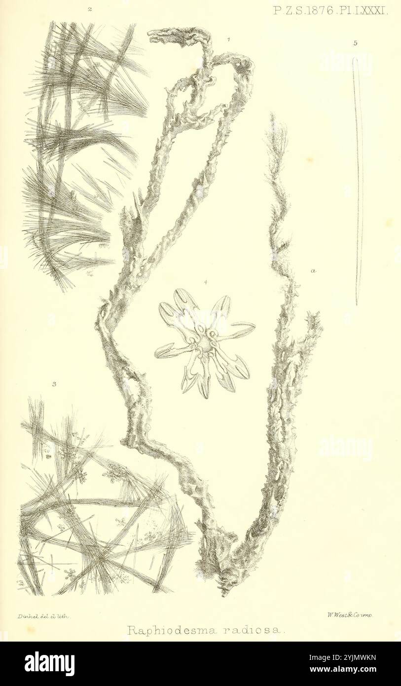 Illustration features various detailed botanical structures hi-res ...