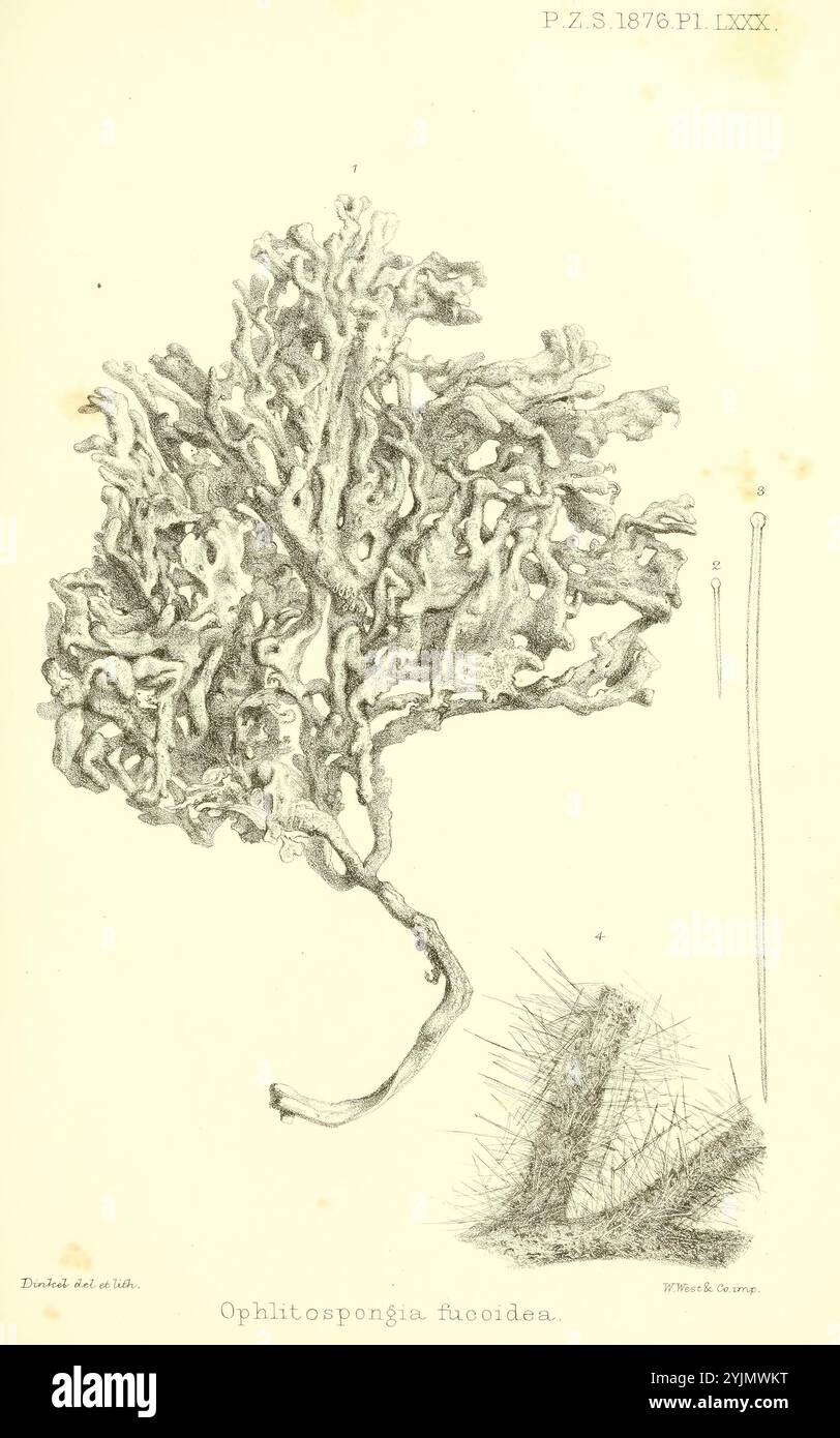 Detailed representation of seaweed hi-res stock photography and images ...