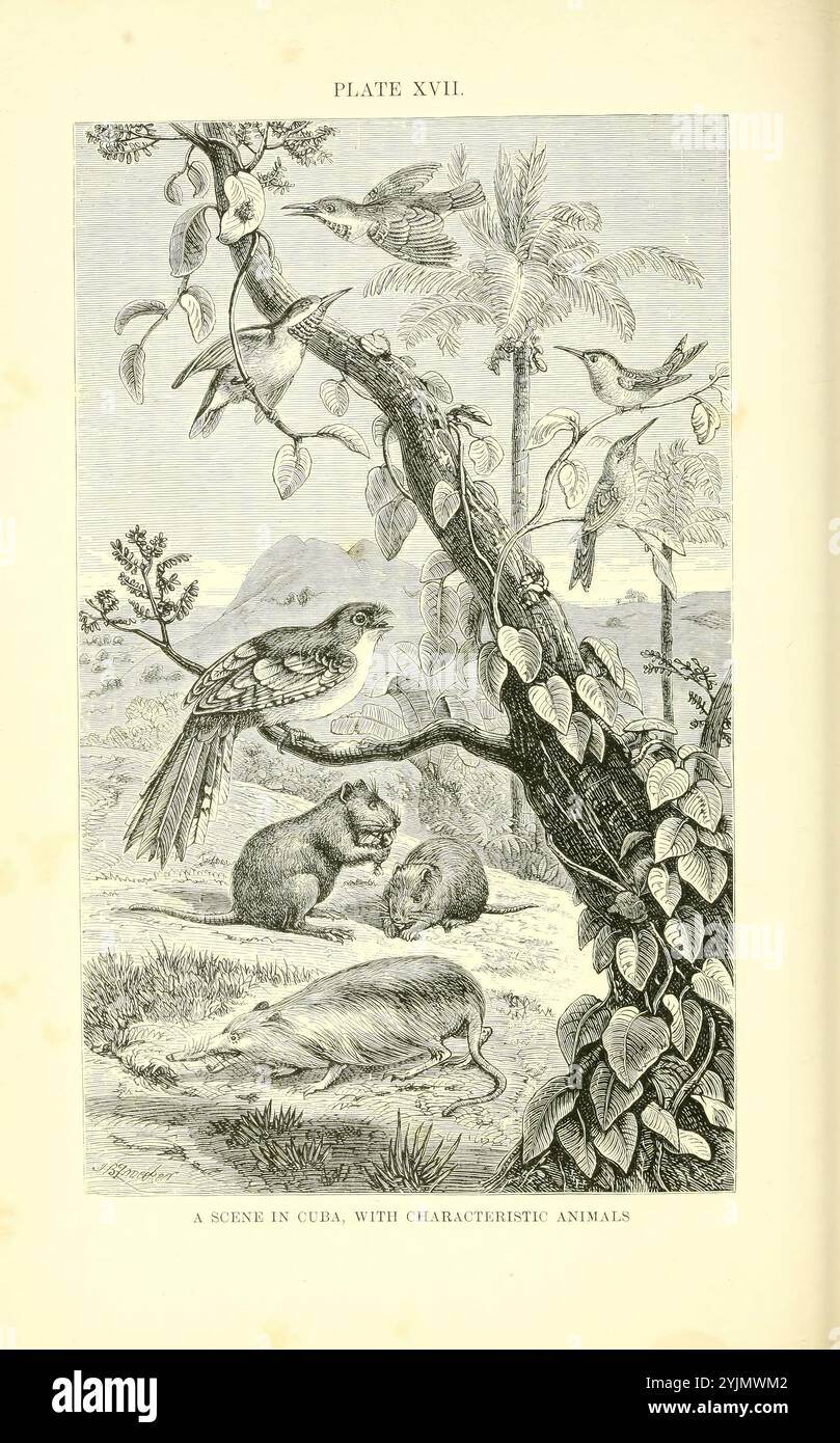 Diverse wildlife of cuba hi-res stock photography and images - Alamy