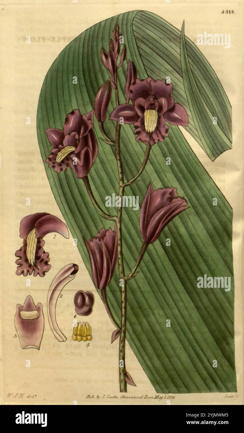 Main flower cluster hi-res stock photography and images - Alamy