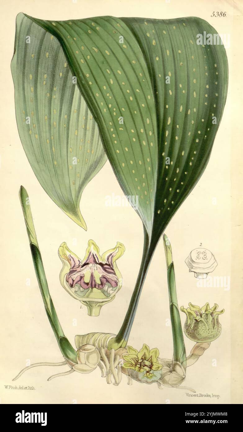 Plants unique anatomy hi-res stock photography and images - Alamy