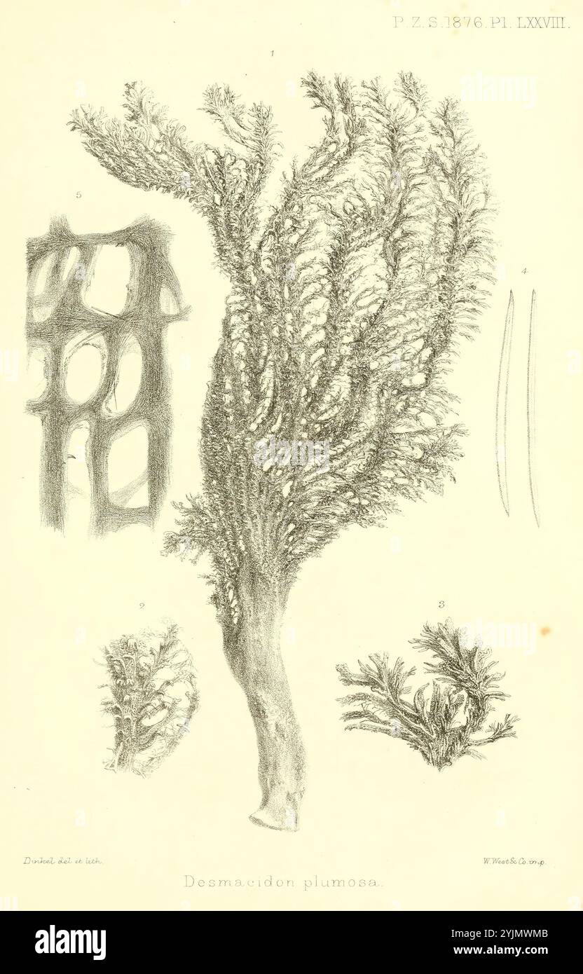The illustration features a detailed depiction of *Desmoudium plumosa ...