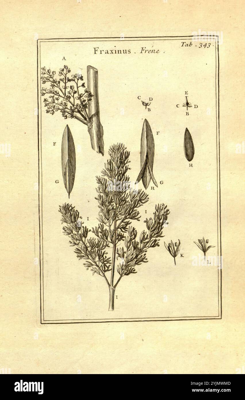 This illustration features the botanical study of the Fraxinus species ...