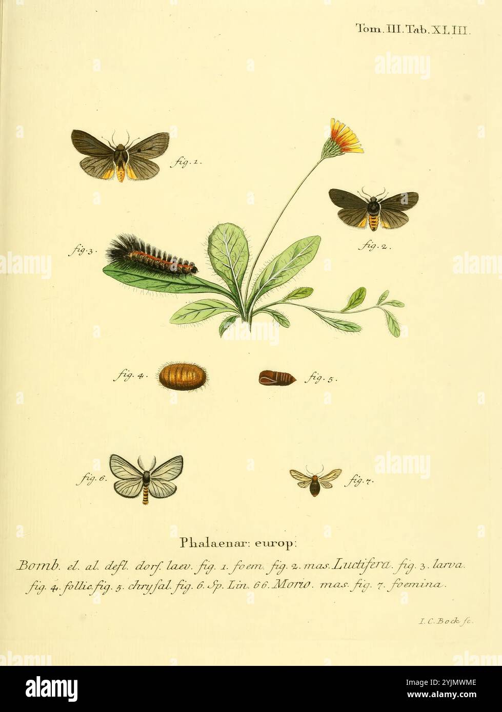 An illustrated botanical and entomological study showcasing various ...