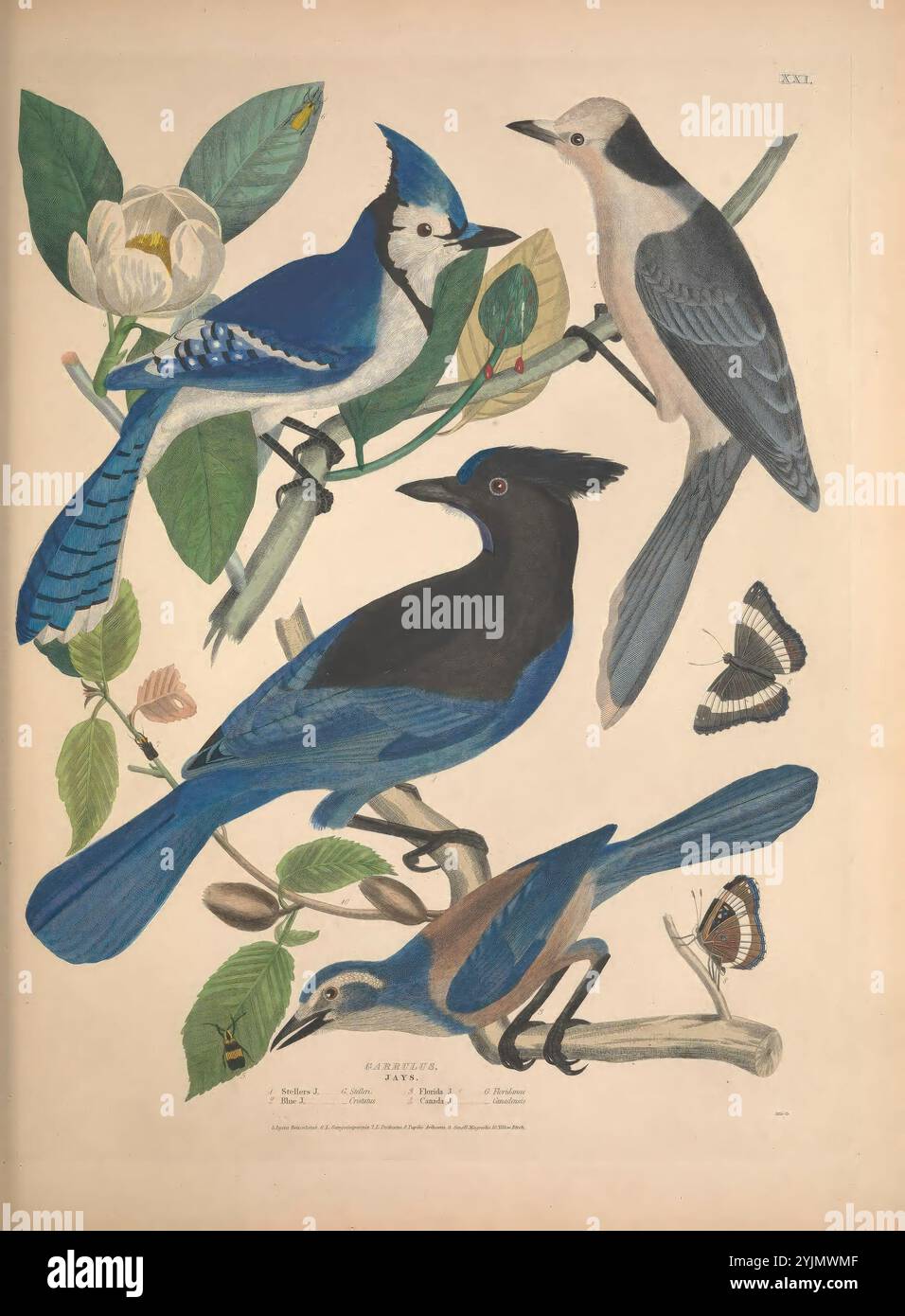 A vibrant illustration showcasing four species of birds, each perched ...