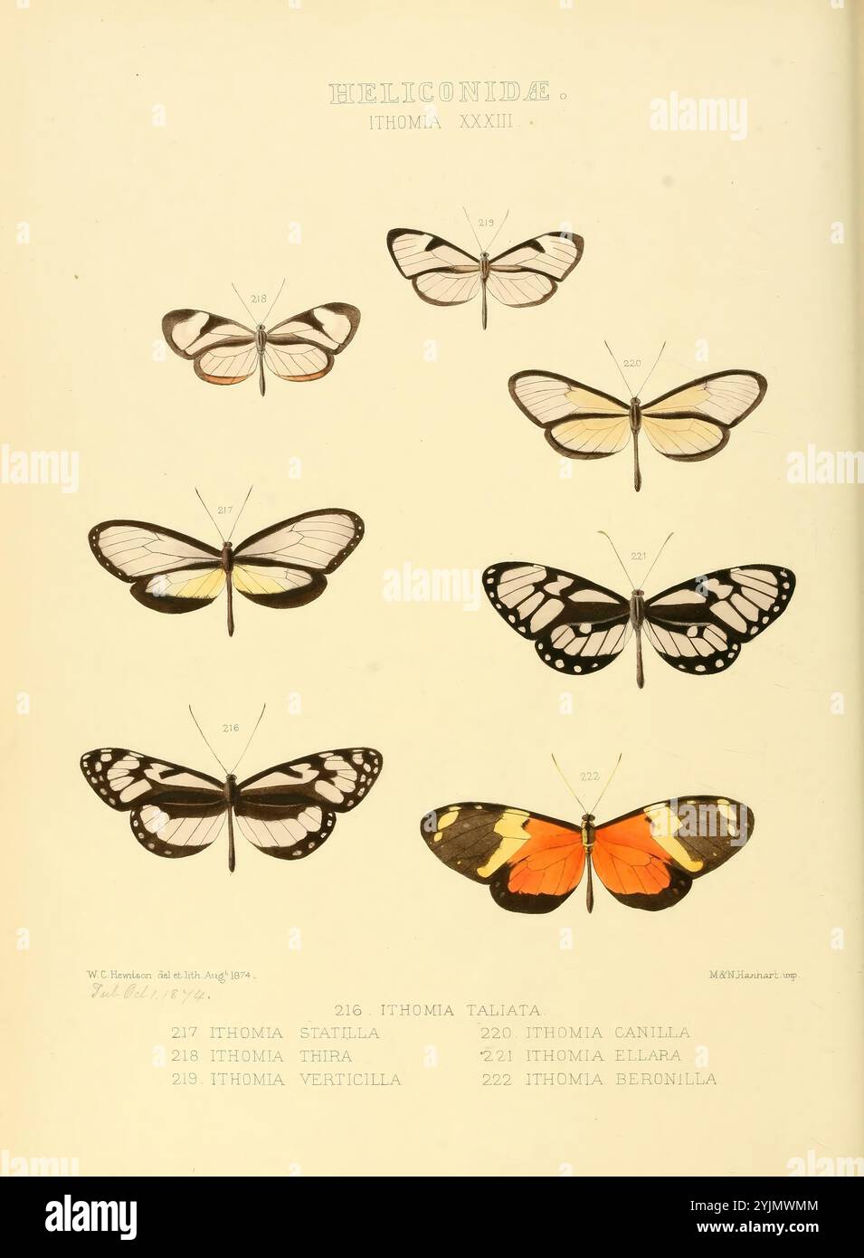 A collection of various butterfly species from the Heliconidae family ...