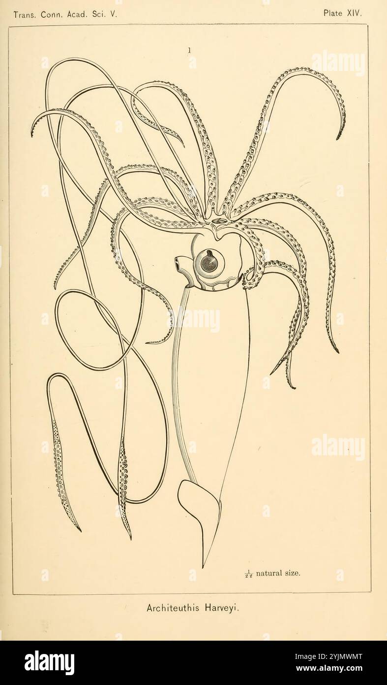 Organisms detailed anatomy hi-res stock photography and images - Alamy