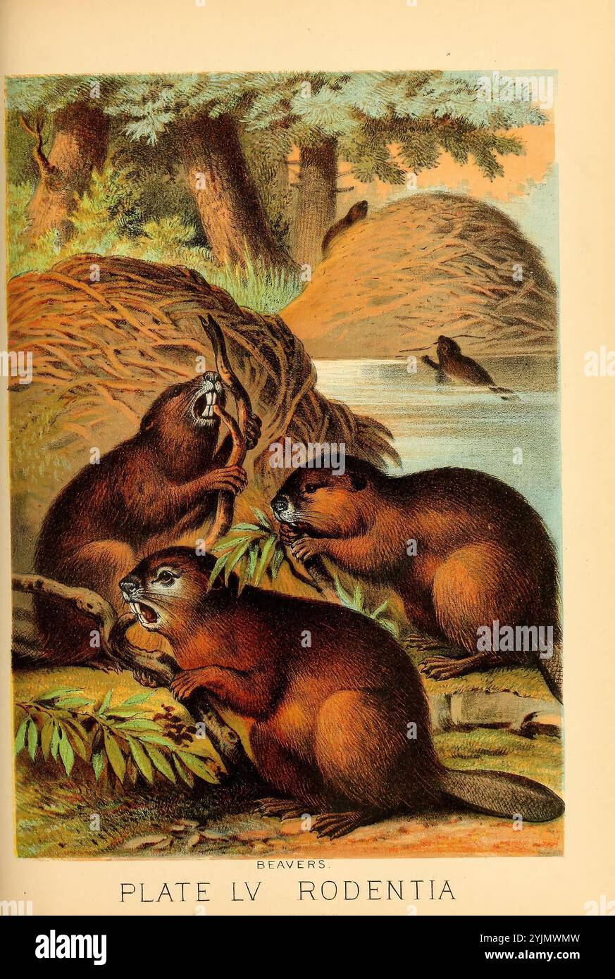 Ecosystem depicted hi-res stock photography and images - Alamy