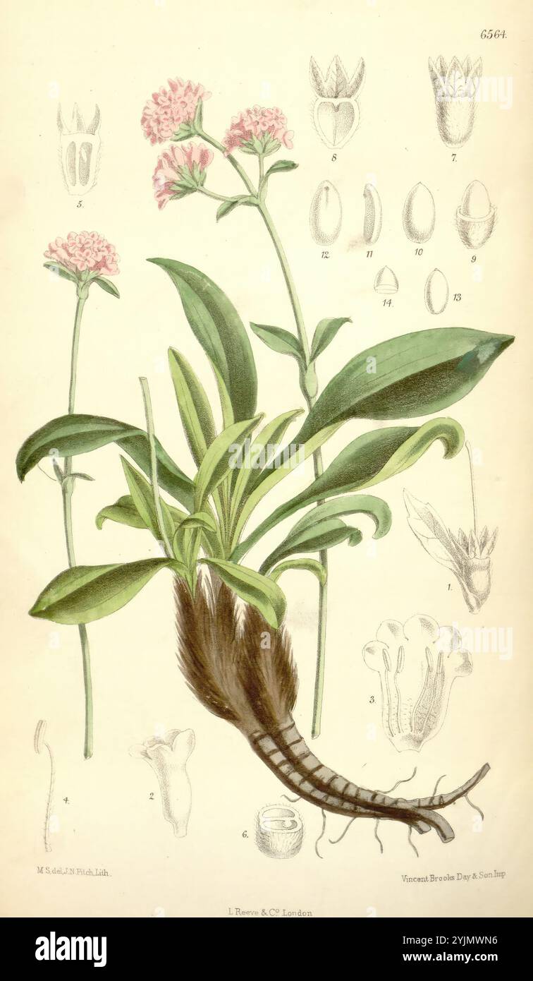 Representation of botanical details hi-res stock photography and images ...