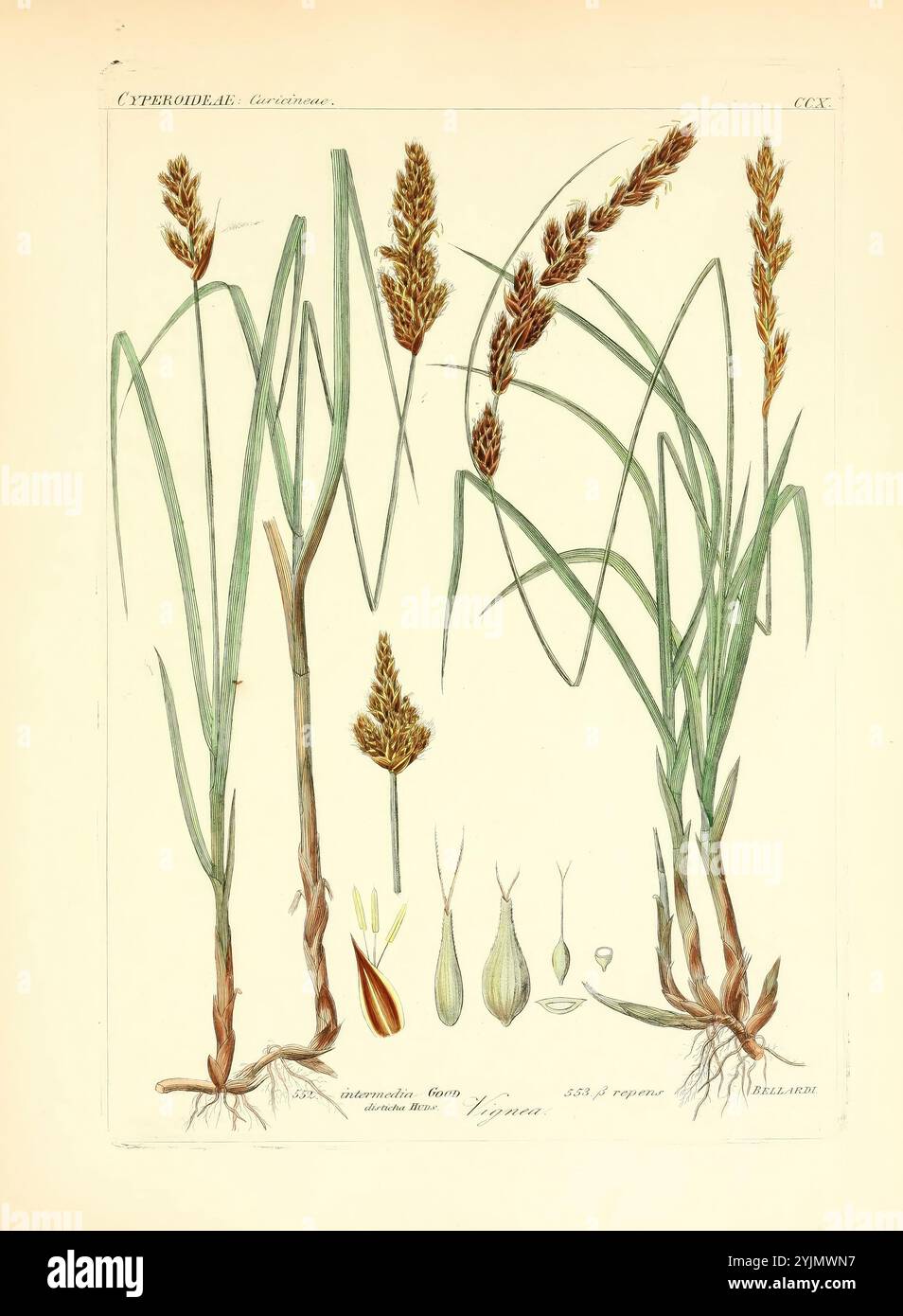 Slender growth form hi-res stock photography and images - Alamy